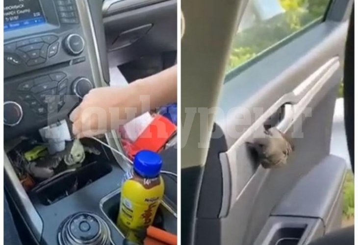 Жена изпадна в истерия при неравна битка с птица в колата си ВИДЕО Konkurent Bg