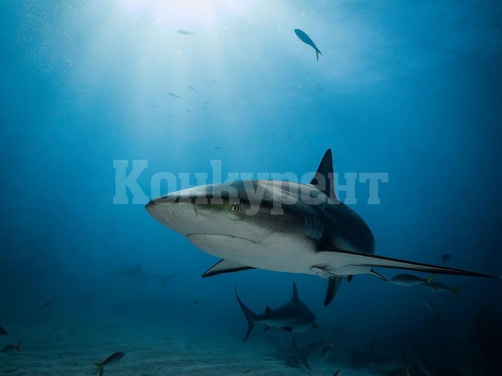 Учени откриха акула с плоски зъби, живяла преди 135 милиона години ...