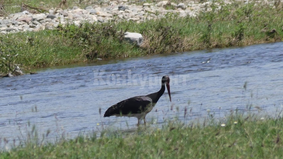 Черен щъркел изненада хората в Ружинци СНИМКИ : Konkurent.bg
