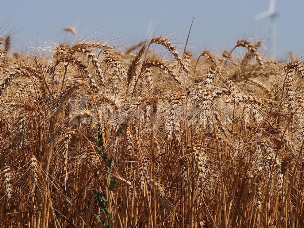 Илия Проданов: Няма нужда от внос на украинско зърно, имаме над 6 млн ...