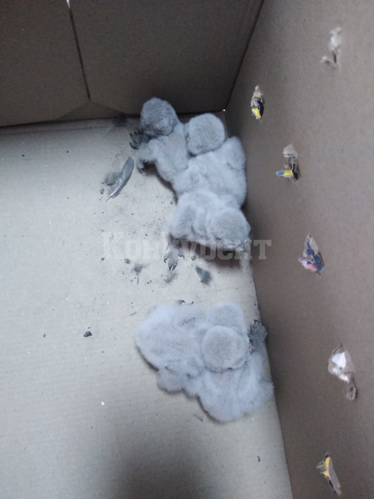 Спасиха 5 малки домашни кукумявки след подаден сигнал Konkurent Bg